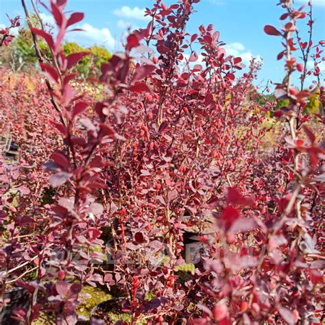 Барбарис Тунберга 'Chocolate Summer' / Berberis thunbergii 'Chocolate ...