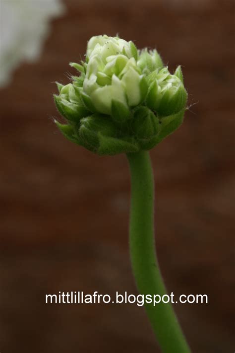 mitt lilla frö: pelargonia mårbacka