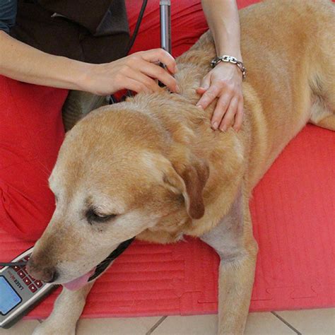 Professional Laser therapy for animals - Globus