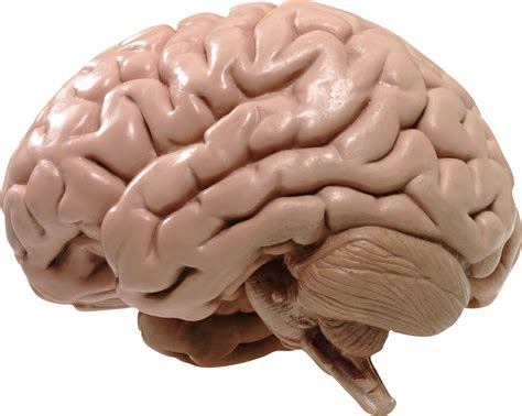 Brain PNG