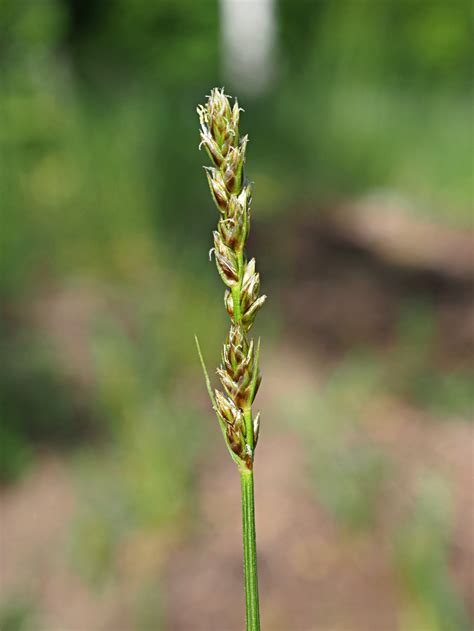 Carex diandra - Изображение особи - Плантариум
