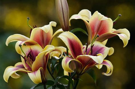 Lilies: Plant Care and Collection of Varieties - Garden.org