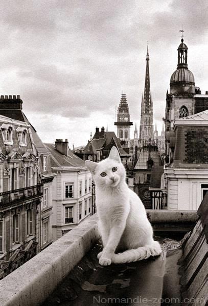 A cat in Paris - the cutiest thing ever! | Paris cat, Cats, Beautiful cats