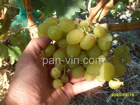 Мускат медовый — pan-vin.com