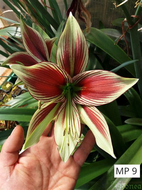 Hippeastrum papilio, Хипеаструм папилио, пеперуден амарилис. екзотична ...