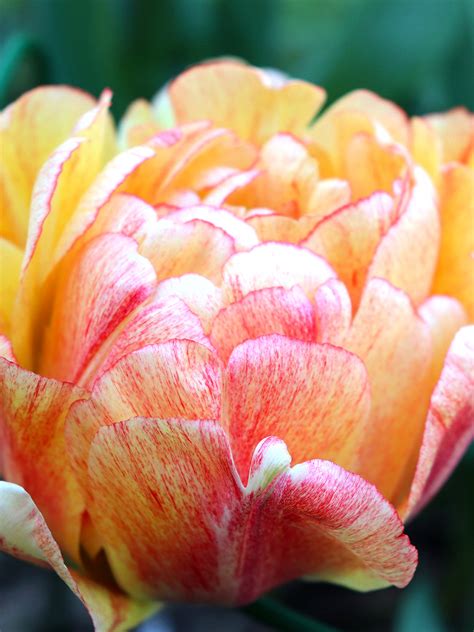 Tulip Bulbs 'Gudoshnik Double' | DutchGrown™ UK