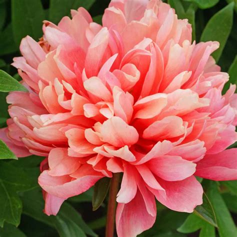 Paeonia 'Lorelei' | SlovenskeTrvalky.sk
