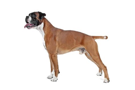 Boxer (character, nutrition, care)