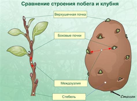 Картофель сорт Ред Леди. Описание сорта, фото, отзывы