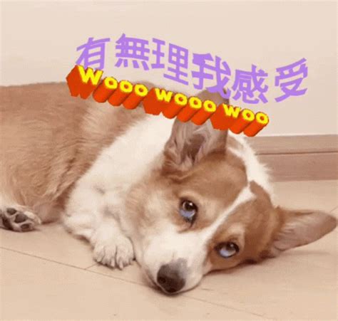 Dogdog Jacky GIF - Dogdog Jacky Dog - Discover & Share GIFs