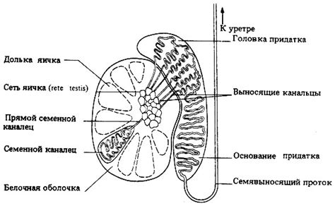20.3. Половое размножение у человека [1990 Грин Н., Стаут У., Тейлор Д ...