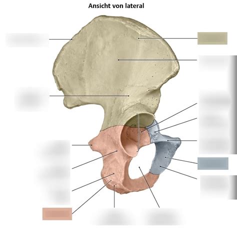 Os coxae Aufteilung Diagram | Quizlet