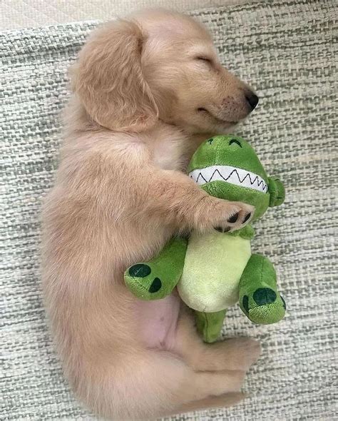 Cutie