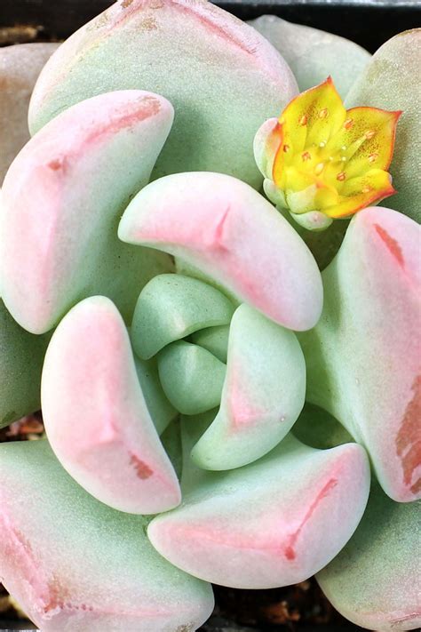 Graptoveria 'A Grim One'
