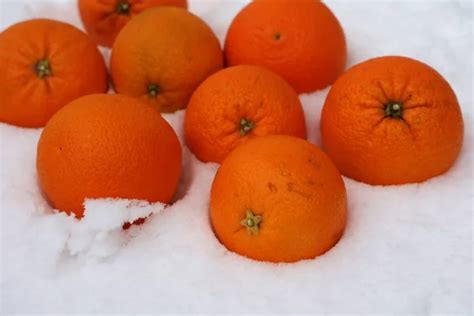⬇ Скачать картинки Мандарины снег, стоковые фото Мандарины снег в ...