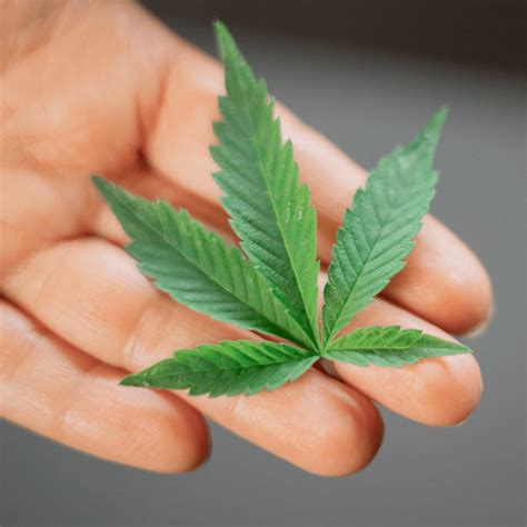What is Hemp? - Power Of Plants Essench UK Blog Post Series