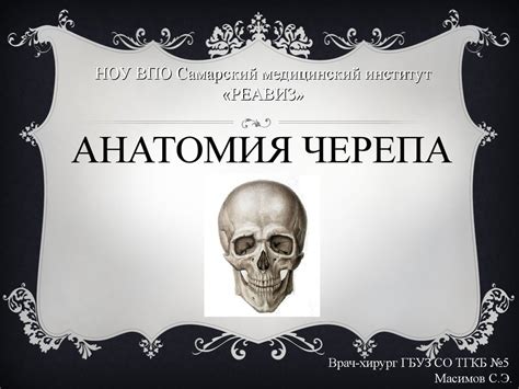 Анатомия черепа - презентация онлайн