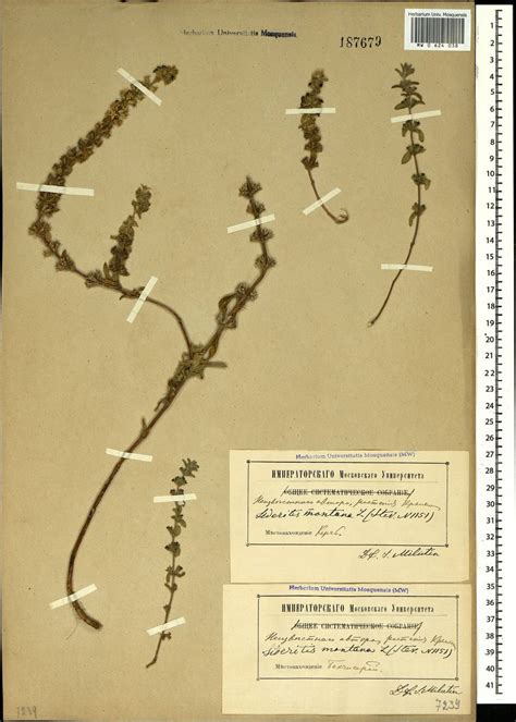MW0624038, Sideritis montana (Железница горная), specimen