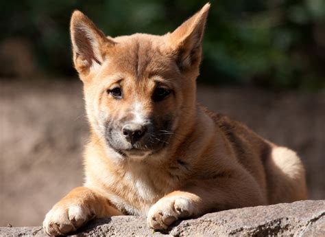 «dingo» HD wallpapers