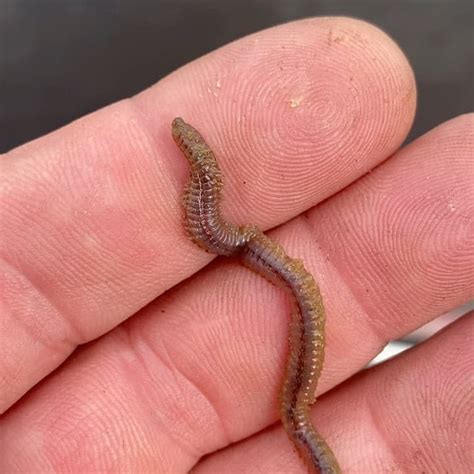 What are Bristle Worms? Are They Harmful?