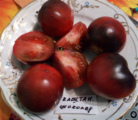 Chestnut Chocolate (Каштановый Шоколад ) • СВеточки