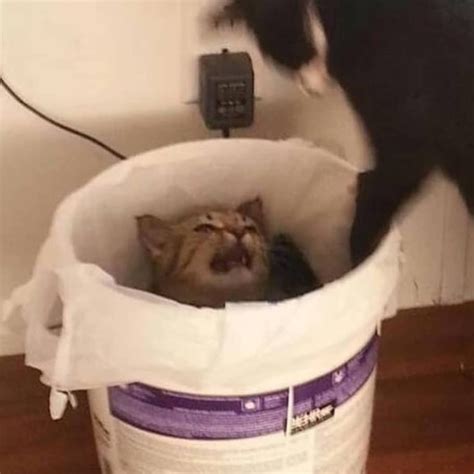 ELITE Cat Memes on Tumblr
