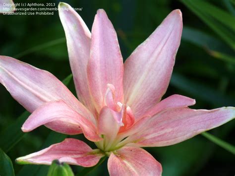 PlantFiles Pictures: Asiatic Lily 'Aphrodite' (Lilium) by echoes