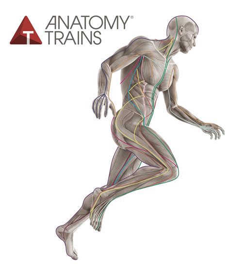 Anatomy Trains, Thomas W. Myers - 3rd edition | Healthaction