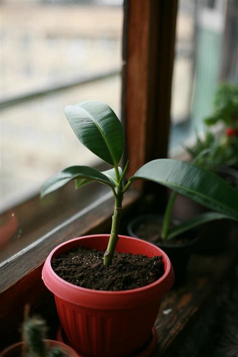 Exotic potted Opuntia ficus indica and Pachyphytum bracteosum on wooden ...