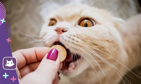 🐱Нужно ли кошке давать витамины и какие – Telegraph