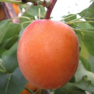 Купить абрикос крупноплодного сорта Голден Рич в питомнике Твой Сад с ...