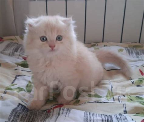 Отдадим котят в Находке