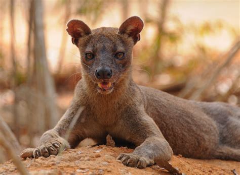 Fossa in Kirindy - Tanalahorizon - Madagaskar travels since 1995