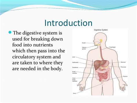 The digestive system ppt