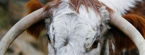 The finest free range matured British beef