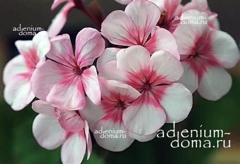Geranium MAVERICK ® STAR (Пеларгония, Герань): купить 2 семени c ...