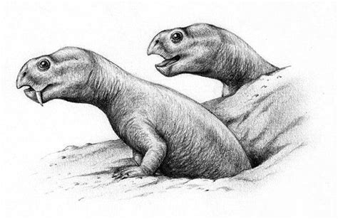 Diictodon - Alchetron, The Free Social Encyclopedia