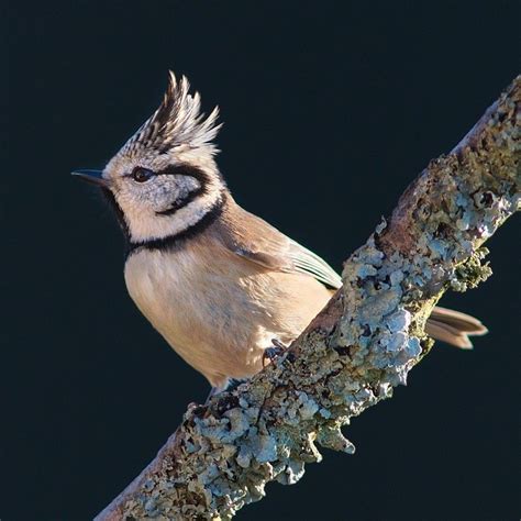 Синиця чубата (Lophophanes cristatus, хохлатая синица) | ガラ