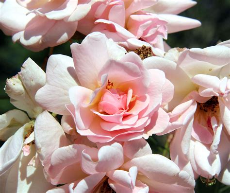 Rosa 'Felicia' | Felicia, Flowers, Rosa