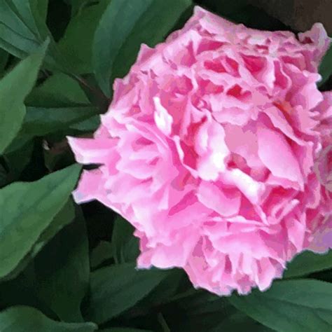 Paeonia x festiva 'Rosea Plena' syn. Paeonia officinalis 'Rosea Plena ...