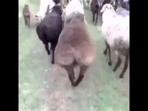 Курдюк - YouTube