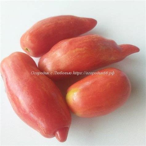 Огненная роза (FUEGO ROSA), США - Семенной фонд - tomat-pomidor.com