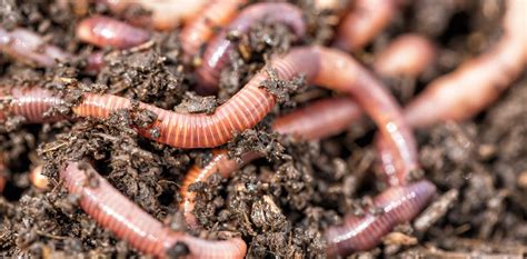Worms can Help - Roots & Shoots