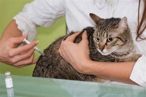 Гамавит для кошек: инструкция по применению в ветеринарии, дозировка ...