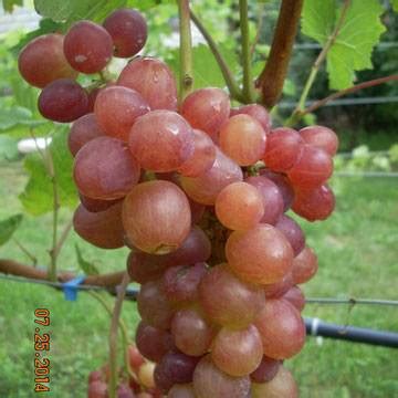 Rozmus - Trsničarstvo Bec d.o.o. Roman Bec s.p.