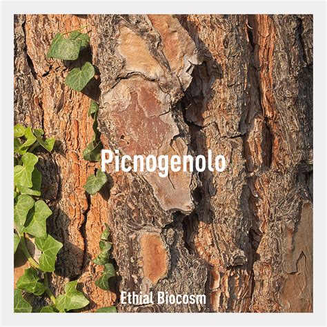 Conosci il picnogenolo?