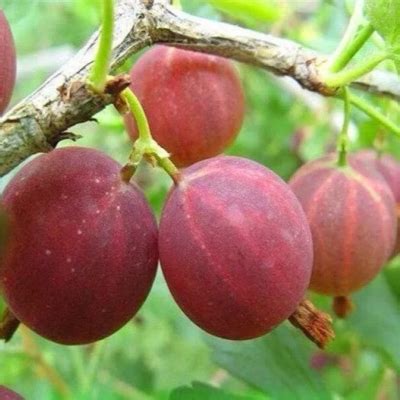Крыжовник “МУСКАТНЫЙ” - Цена на саженцы в питомнике Зеленый Сад Крым