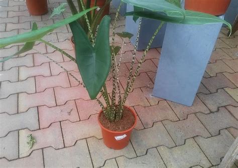 Купить Алоказию (Alocasia) комнатное растение в СПб в интернет – магазине