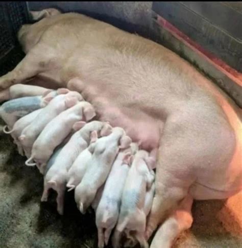 Продам поросят (ландрас, крупная белая, дюрок) , возраст от 1 мес. Цена ...