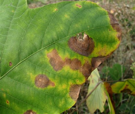 Pueraria lobata - Изображение особи - Плантариум